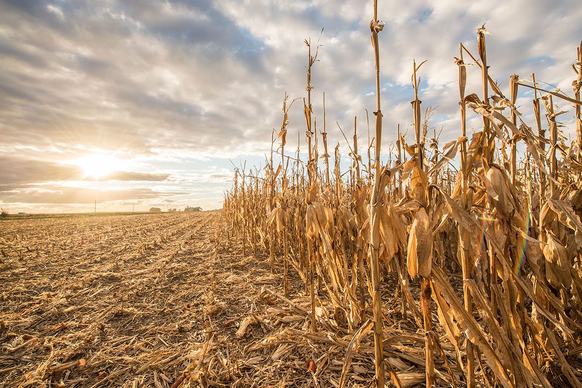 Don’t Let Hard-Earned Bushels of Corn Slip Through the Cracks - Drago ...